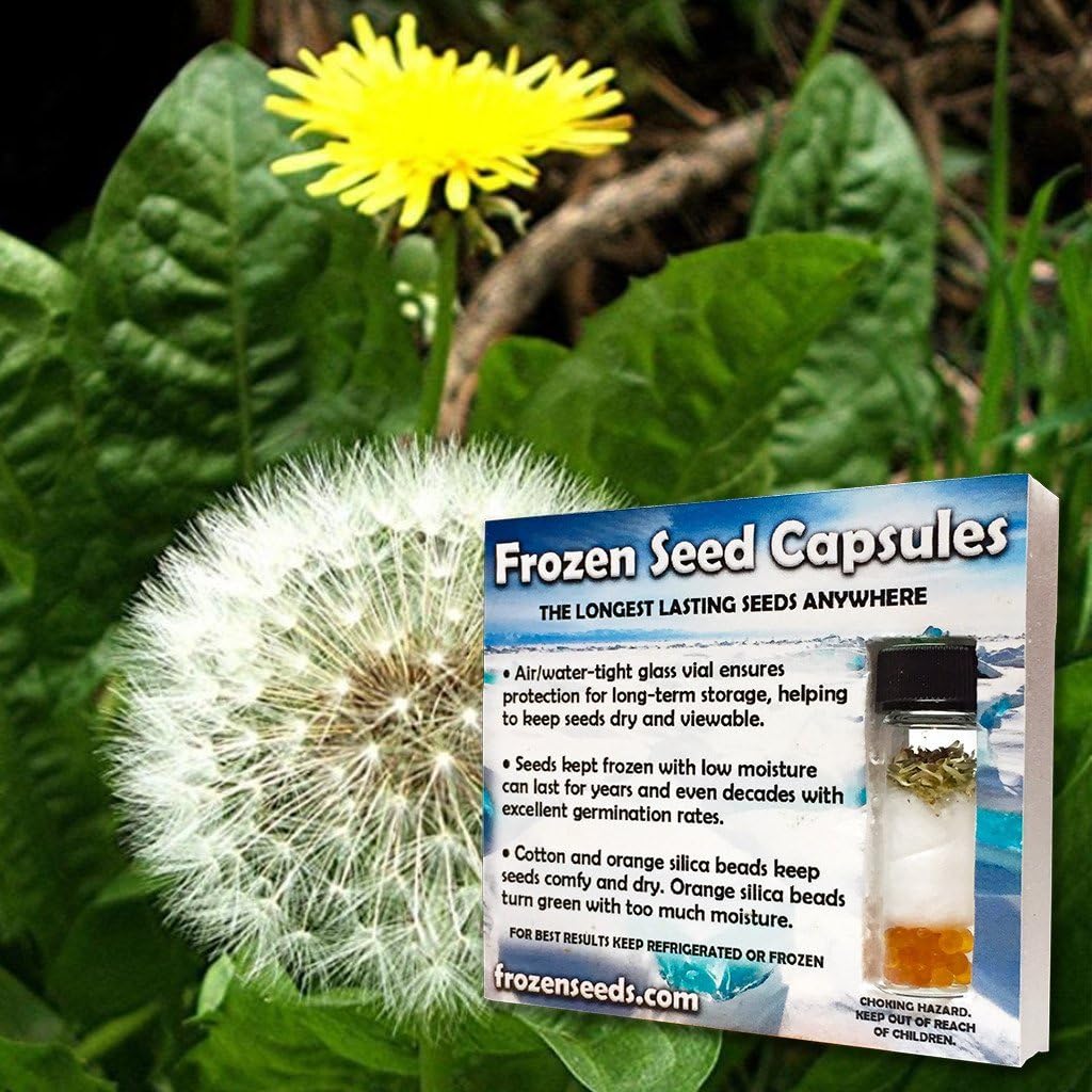 Amazon.com : Frozen Seed Capsules - Dandelion (Taraxacum officinale ...