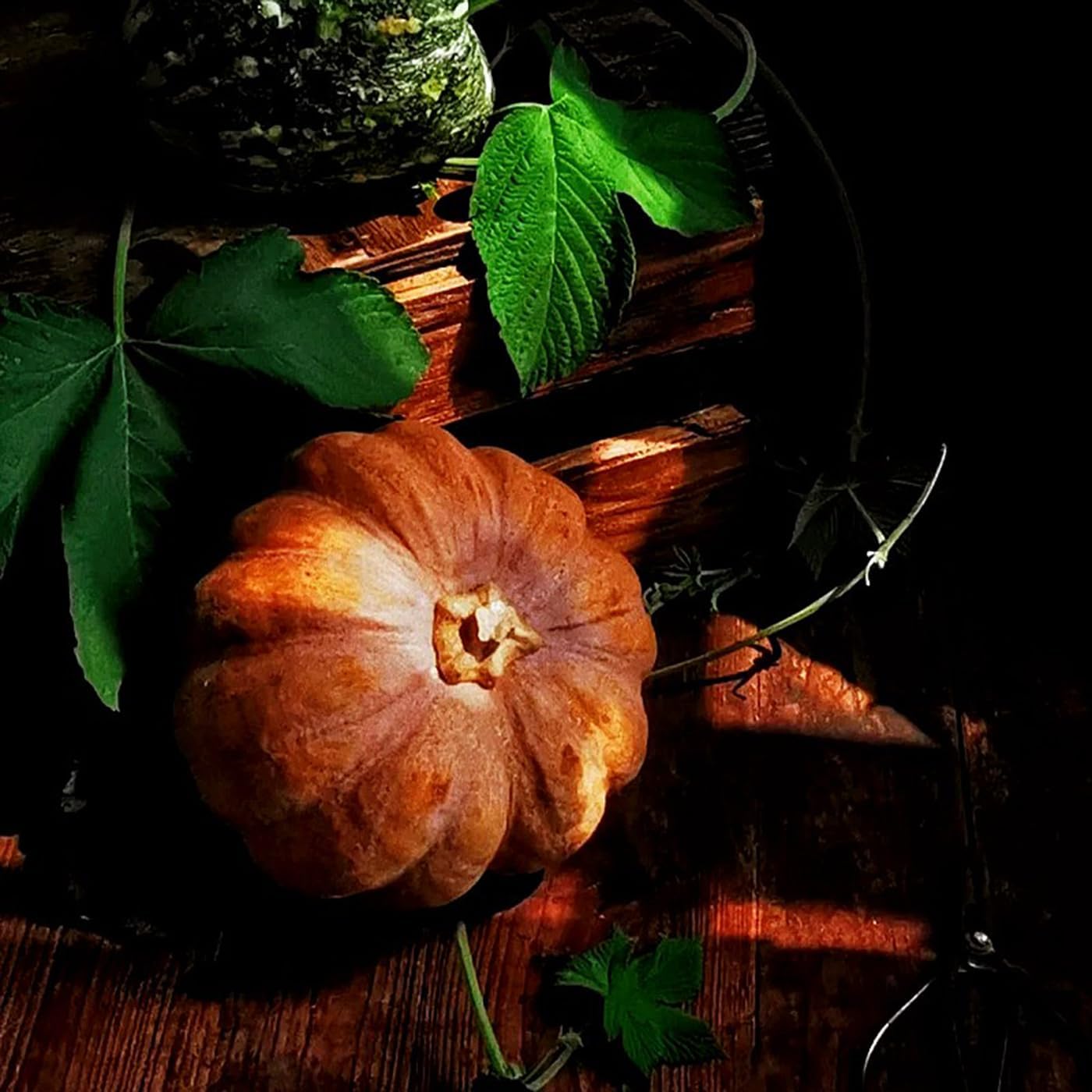 Más de 30 semillas de calabaza Big Max para plantar calabazas gigantes ...