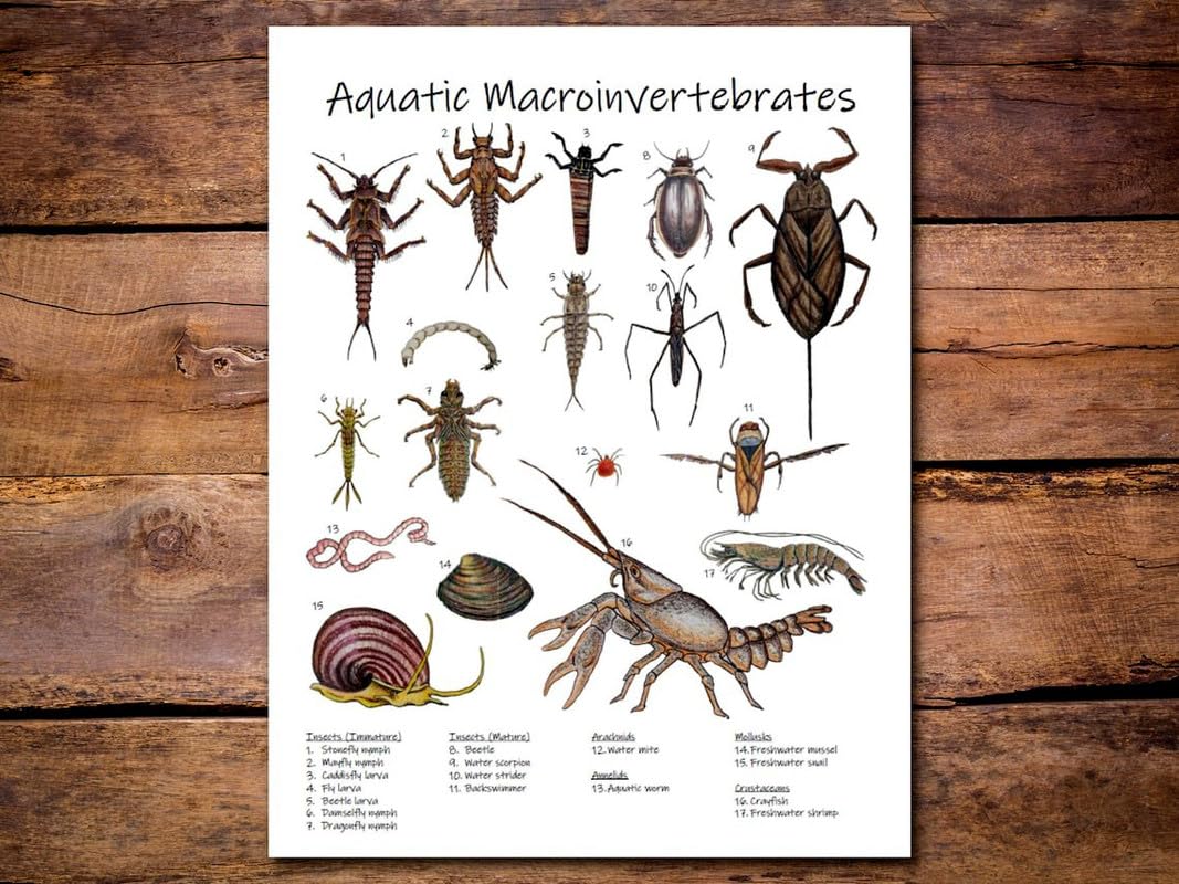 Macroinvertebrate Photo Gallery Macroinvertebrates