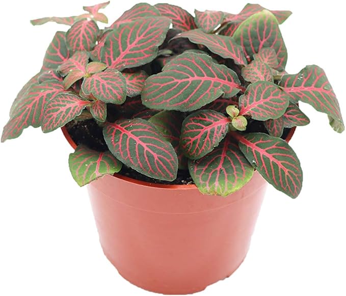 Amazon.com: Red Fittonia - 4" from California Tropicals : Health ...