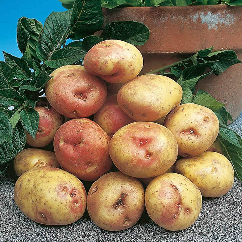 10 Pcs Seed Potatoes King Edward- A Traditional Favourite- Rich in ...