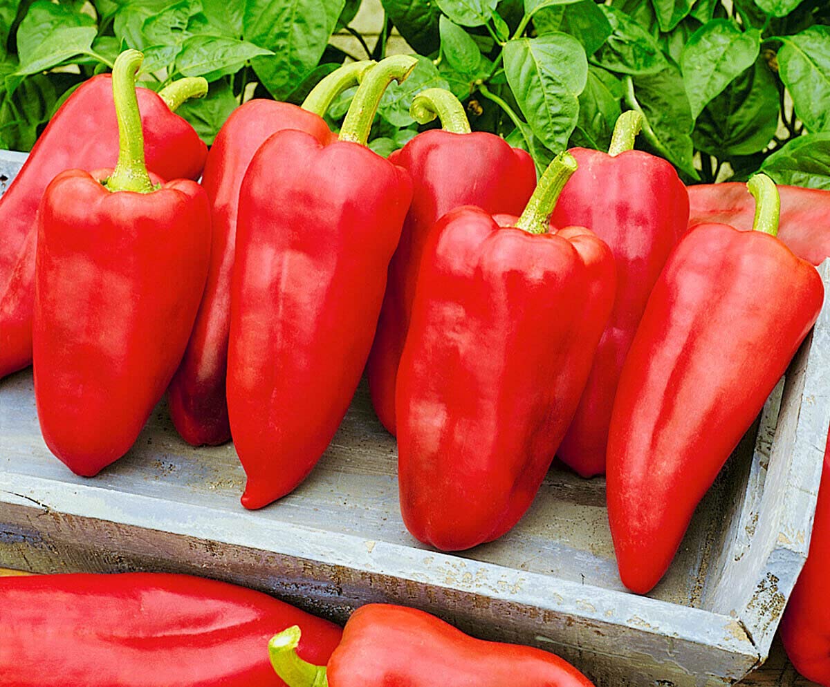 M-Tech Gardens Rare Chilli " Red Giant " Exotic 50 Vegetable Seeds for ...