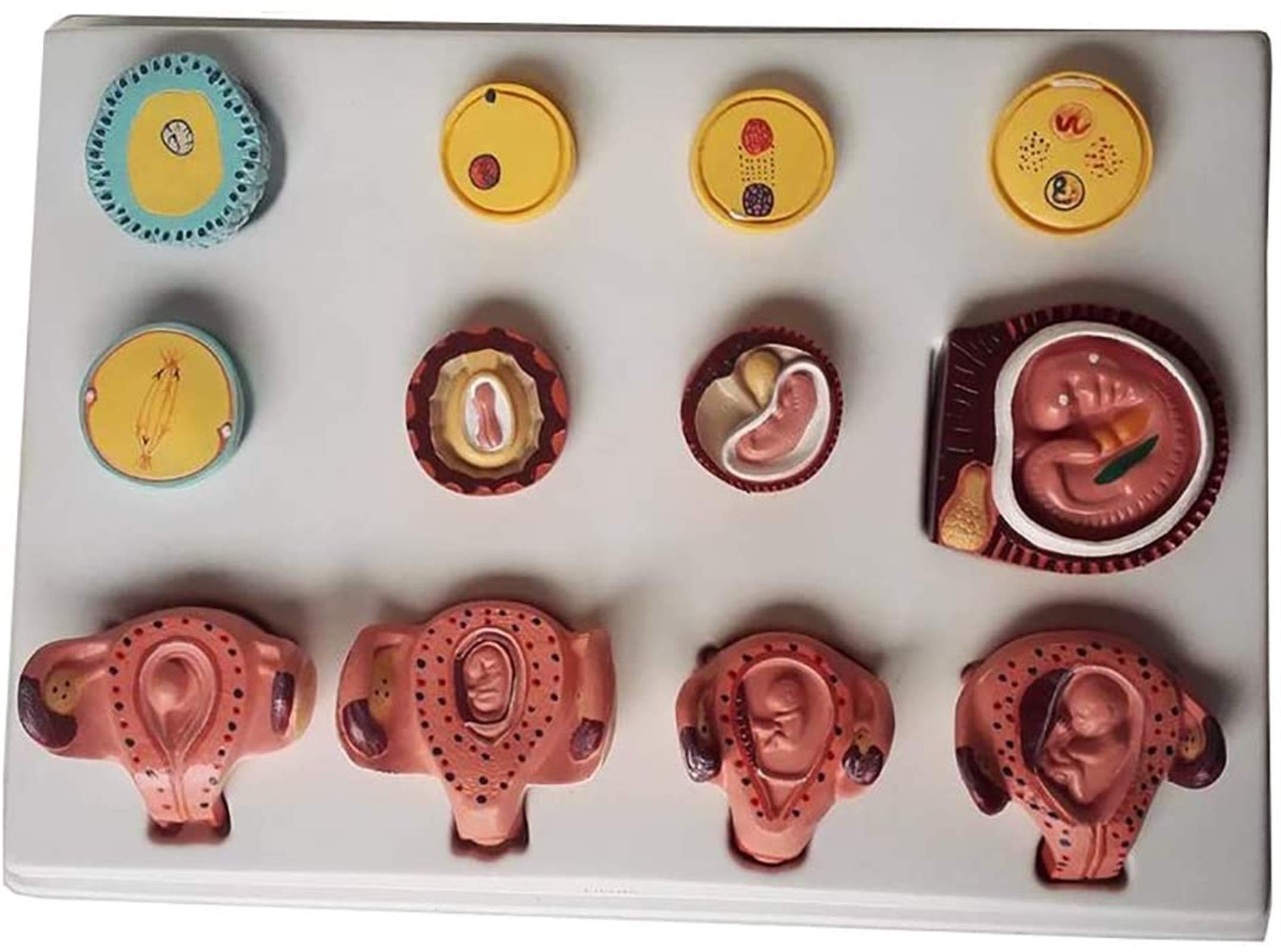 Vacoomcom Model Human Pregnancy Embryo Model Development Process ...