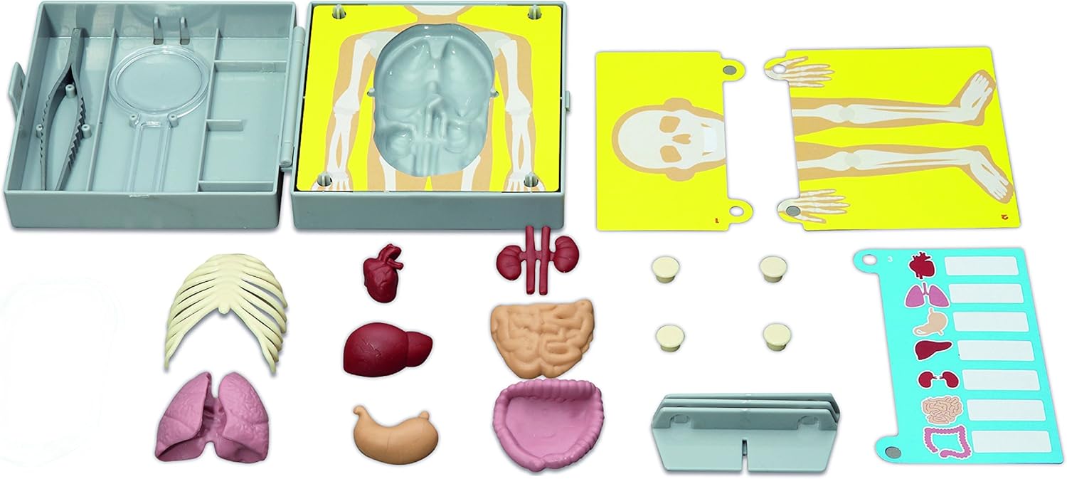 Amazon.com: 4M Human Torso Science Kit : Toys & Games