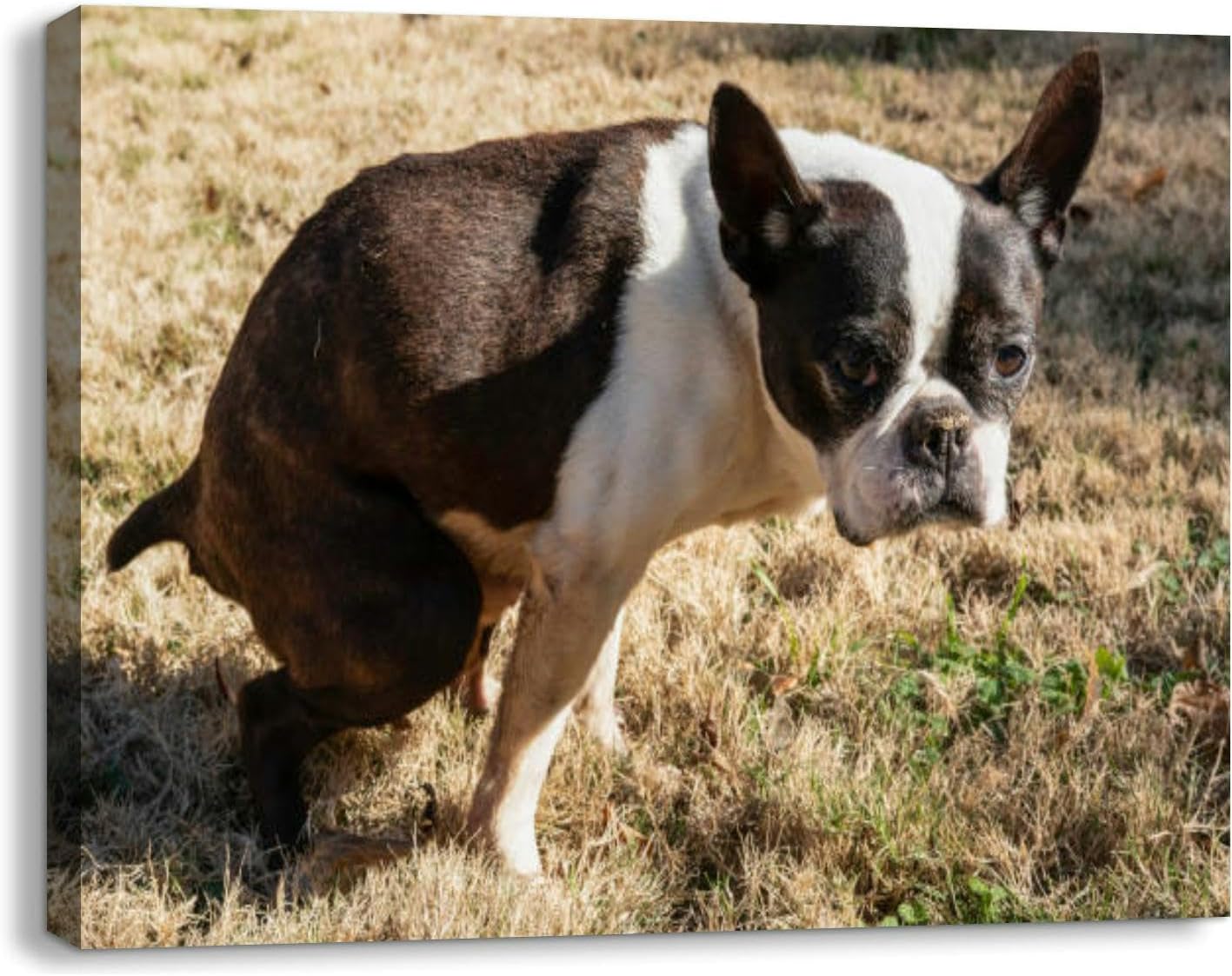 Amazon.com: Bathroom Wall Art Decor for Bedroom Living Room Small ...