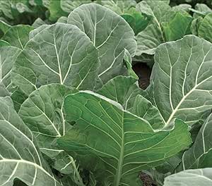 Amazon.com : Park Seed Collards Flash, Includes 200 Seeds in a Pack ...