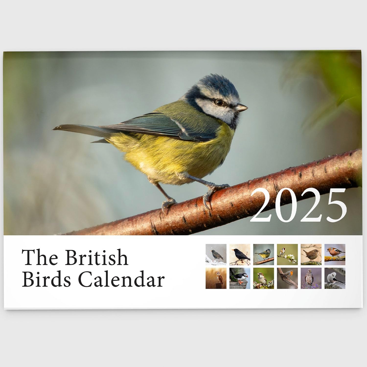 British Garden Birds Mini Wall Calendar 2025 (PFP) : Amazon.co.uk ...