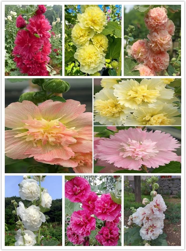 Amazon.com : 100 Mixed Color Hollyhock King Henry Mix Alcea Rosea ...