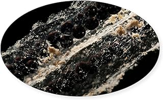 Understanding The Reproduction Process Of Cane Toads: Do They Lay Eggs ...