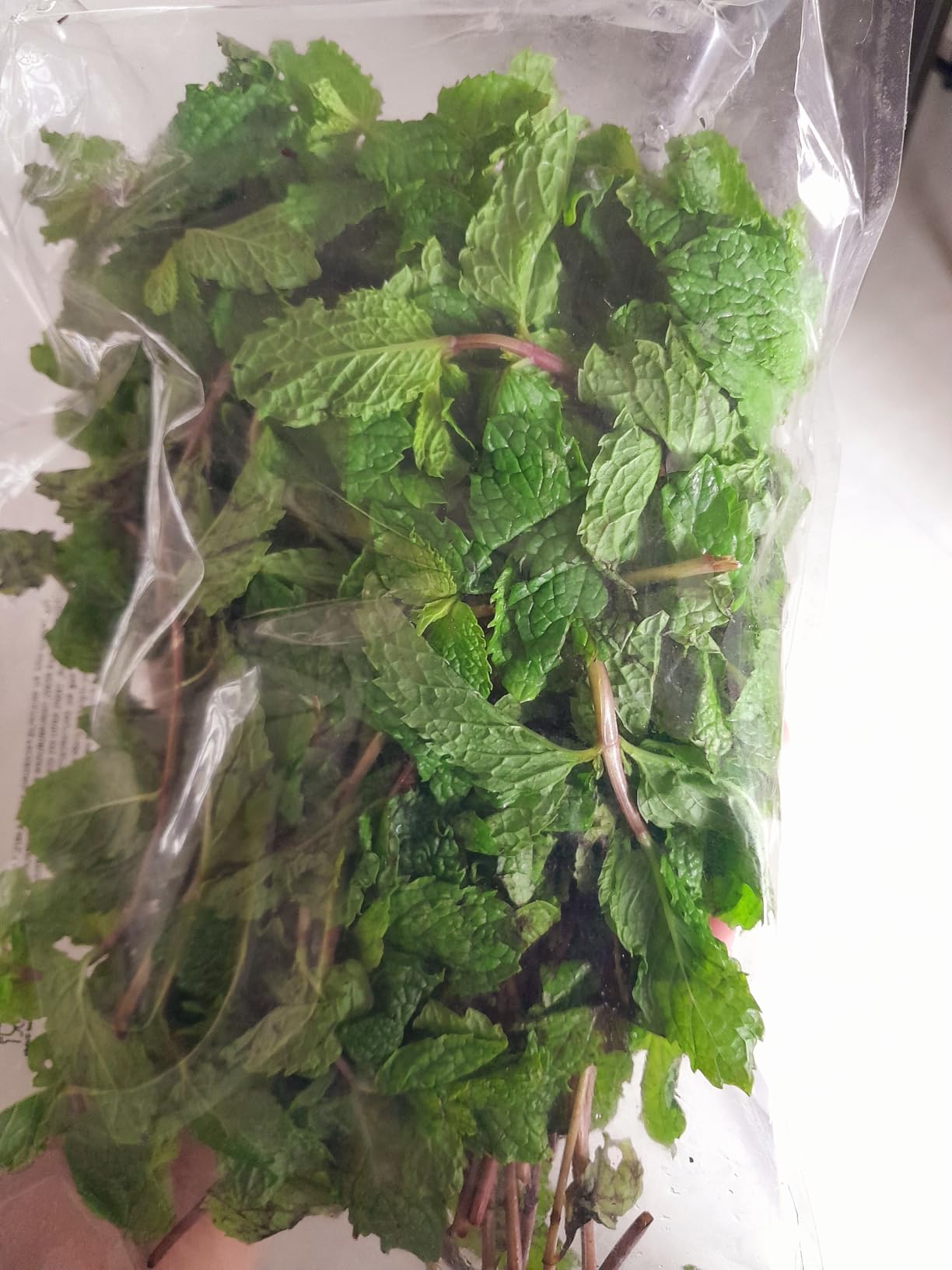 Fresh Mint Leaves