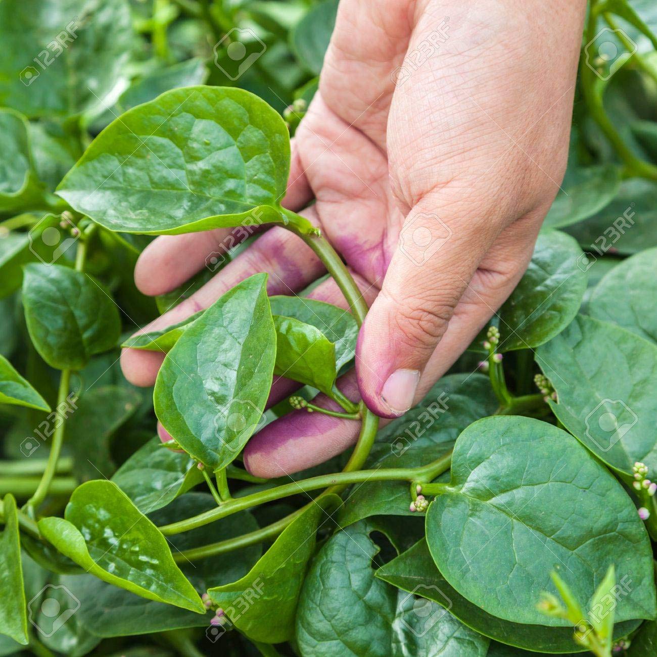 Green Malabar Spinach Climbing Vine Very Rare Seed 20 Fresh Seeds BN ...