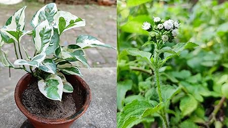 Gachwala Vastu Plants Combo Sahadevi + N'Joy Money Plant, Good Luck ...