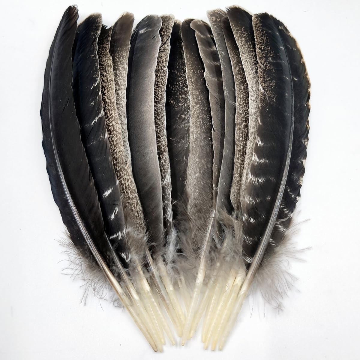 Amazon.com: Turkey Wing Feathers,Natural Big Long Feather,11-13 inches ...