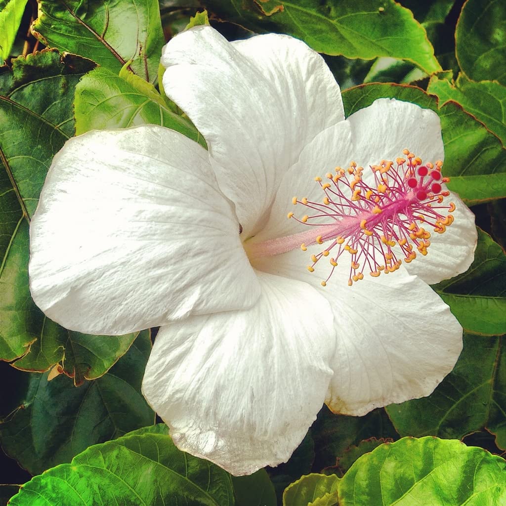 Flora Seeds Premium Flower Gudhal(Hibiscus) Mixed Seeds, Sow and Grow ...