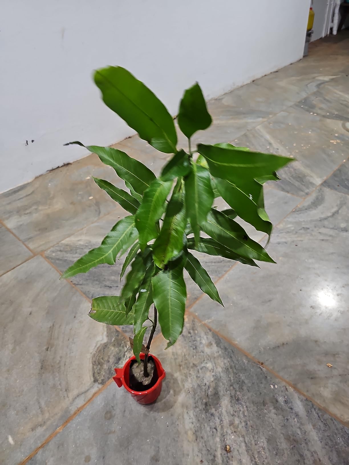 Native Earth Nursery Rare Carabao Mango Grafted 2 feet Height ...