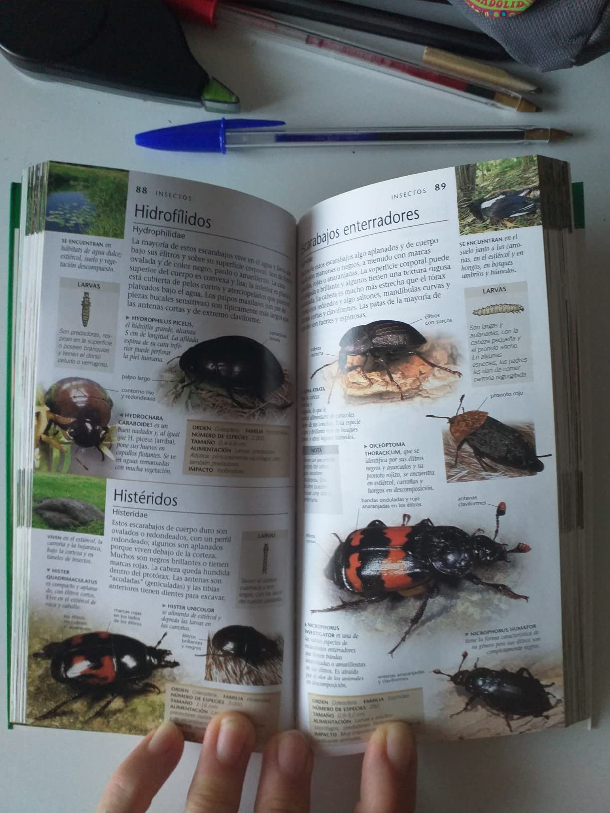 INSECTOS Y ARAÑAS. GUÍA DE BOLSILLO (GUIAS DEL NATURALISTA-INSECTOS Y ...