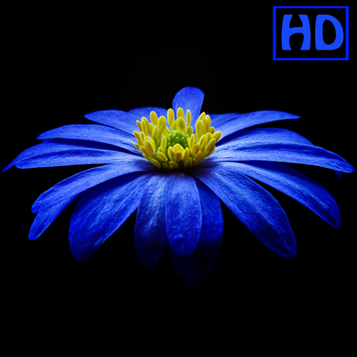 Blue Petal HD - Go Launcher Ex Theme - App on Amazon Appstore