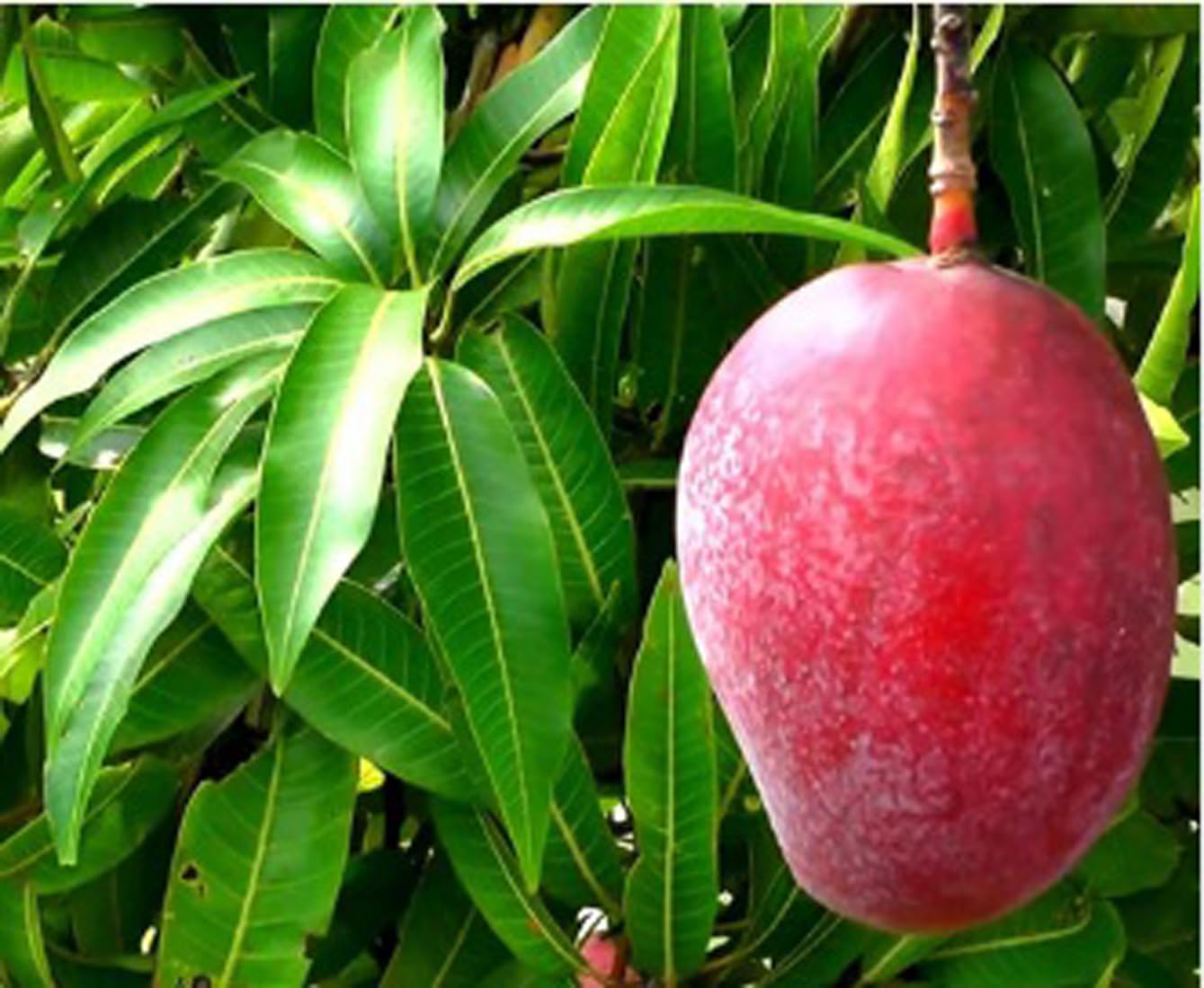 Green view Mango Fruit Plant (Ruby, Grafted Hybrid) Exotic 1 Live Fruit ...