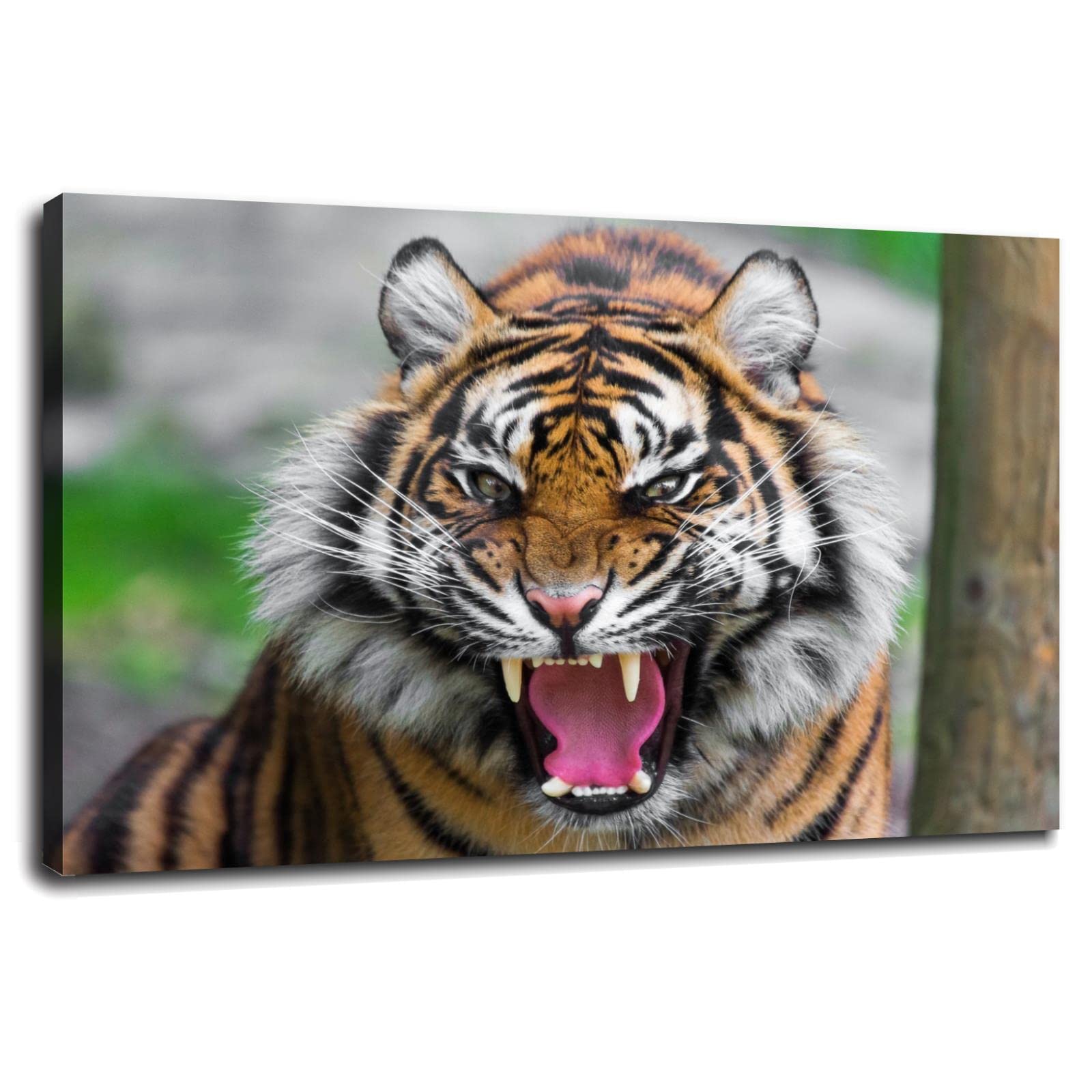 Angry Tiger Face Hd