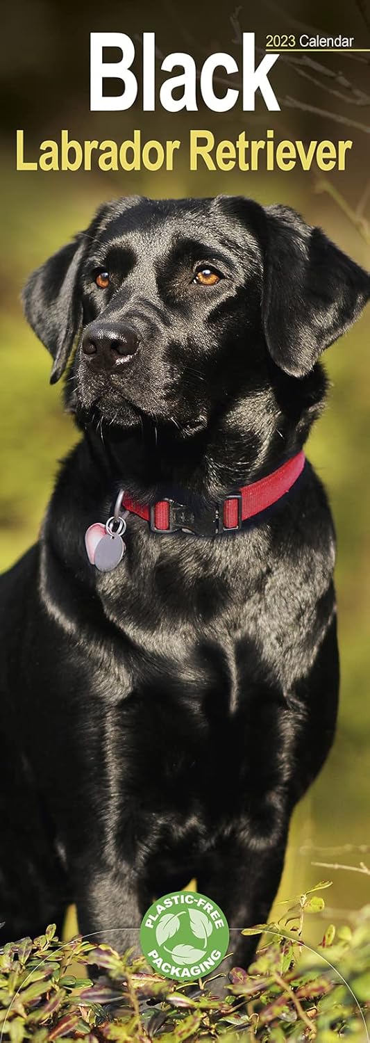 Black Labrador Retriever Slim Calendar 2023 | Dog Breed Slimline ...