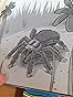 Amazon.com: Stink and the Hairy, Scary Spider: 9781536209204: McDonald ...