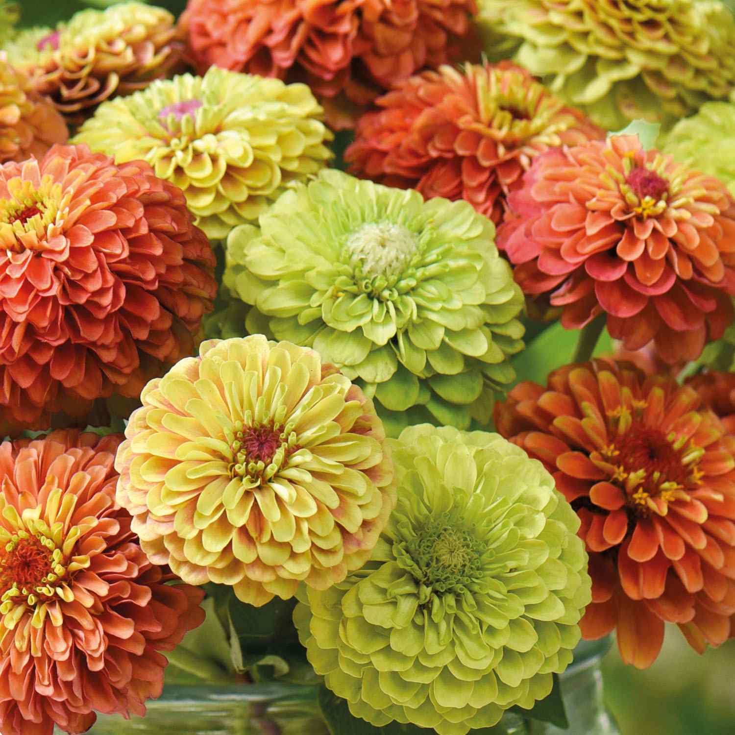 Amazon.com : Outsidepride 25 Seeds Annual Zinnia Elegans Queeny Mix Flowers for Planting : Patio ...