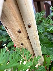 Amazon.com: Navaris Wooden Ladybug Habitat - Hanging Real Pinewood ...