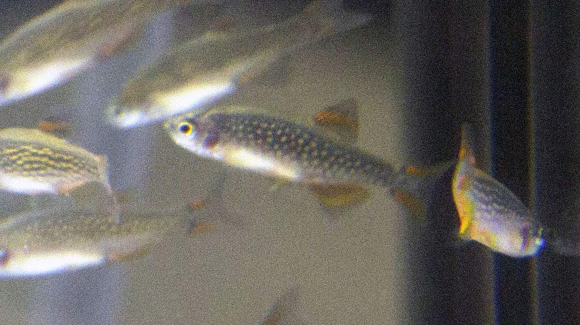 Galaxy Rasbora