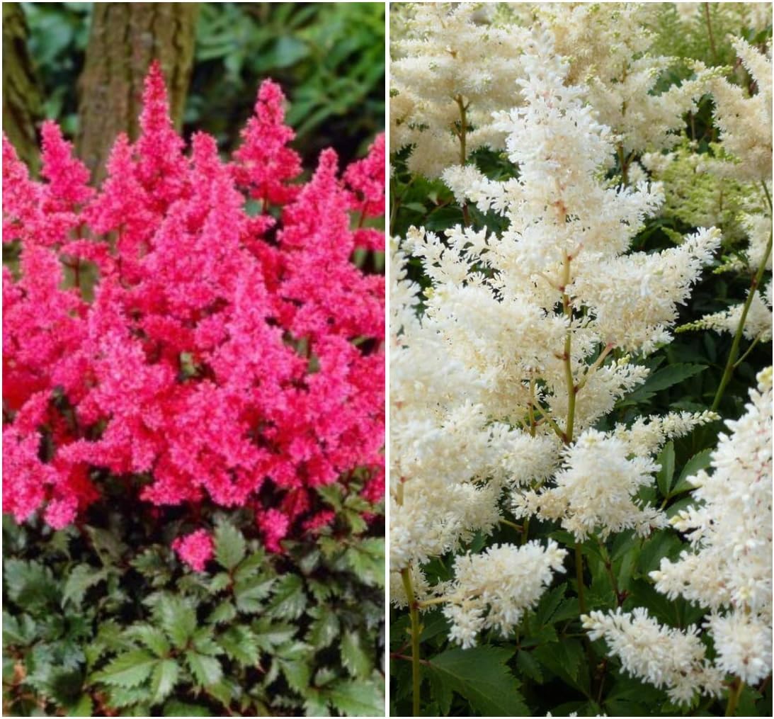 Pink Astilbe Japonica 'Bonn' X 3 Bare Root Plants. : Amazon.co.uk: Garden
