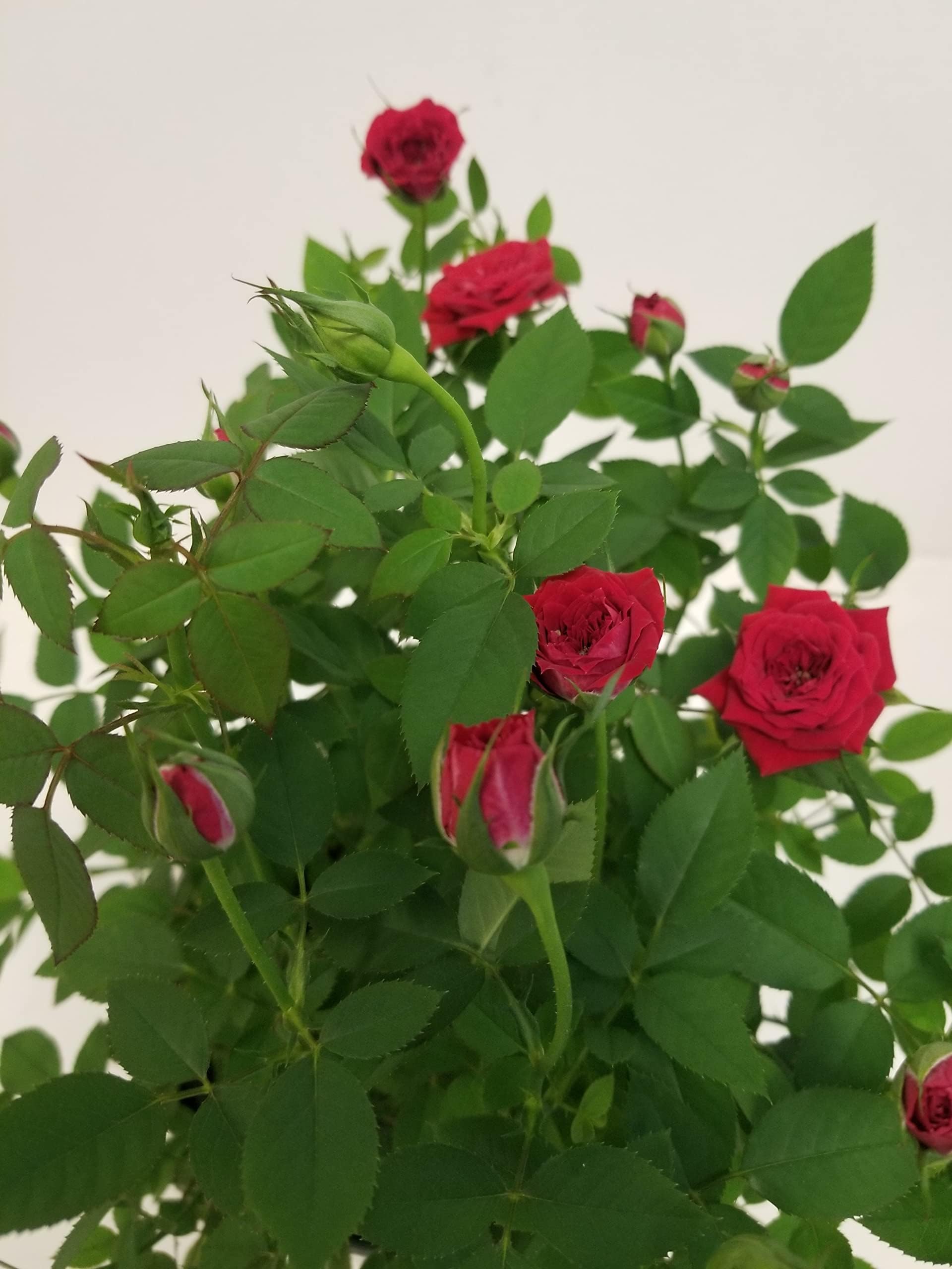 Amazon.com : MITRAEE Fresh 100 pcs Miniature Rose Plant Seeds for ...