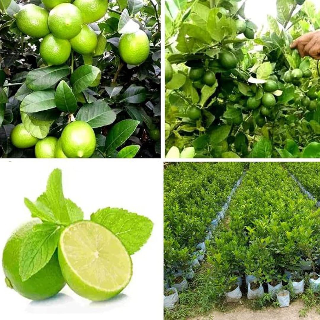 SANJUS pati Lemon Baramasi Grafted Fruit Live Plant in Grow Bag 1 ...