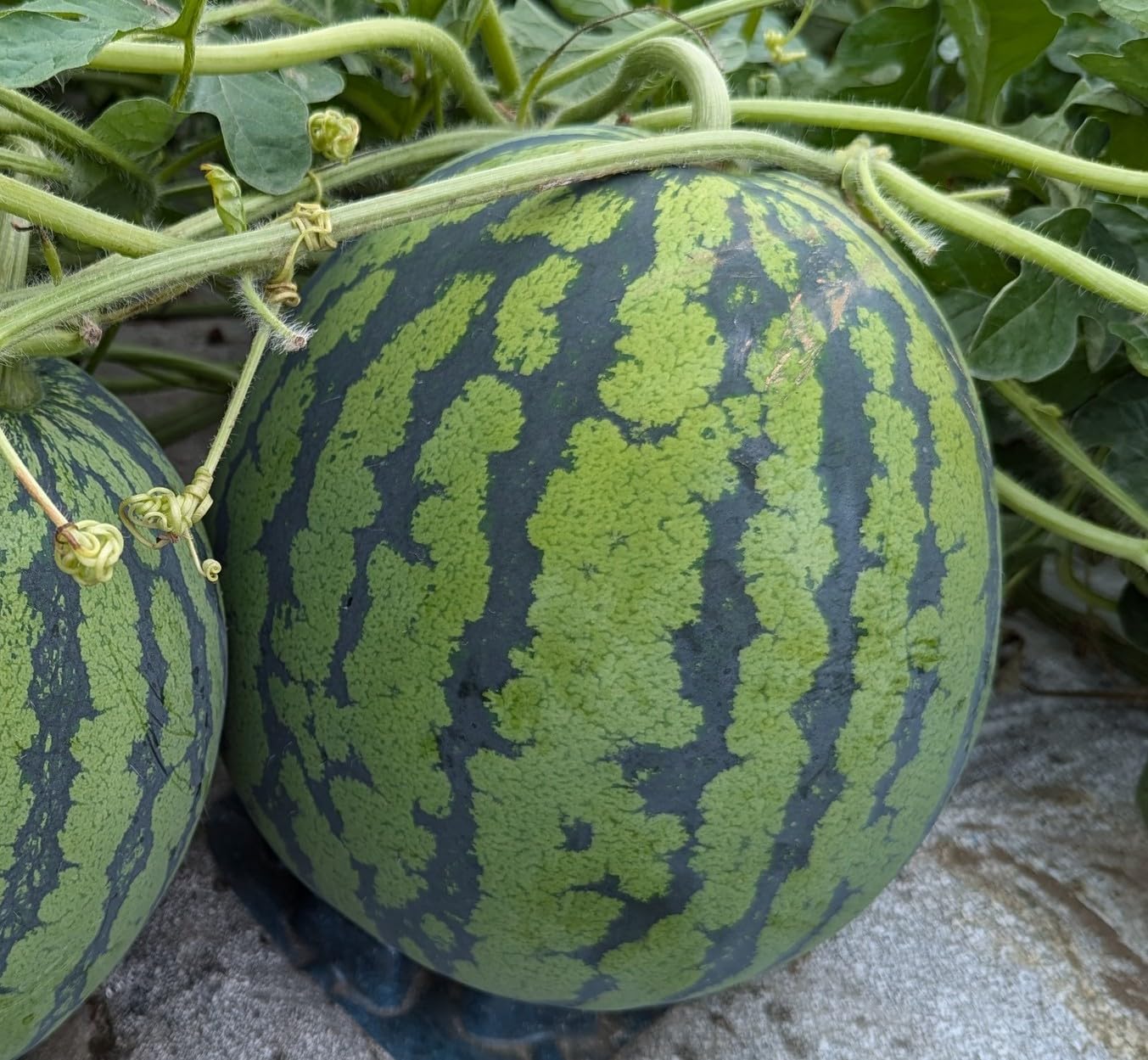 Amazon.co.jp: スイカ 【南原ファーム】 高級 波田スイカ 黄肉スイカ 2L～3L 7～9kg 長野県松本市 御中元 《7/中旬より出荷》 : 食品・飲料・お酒