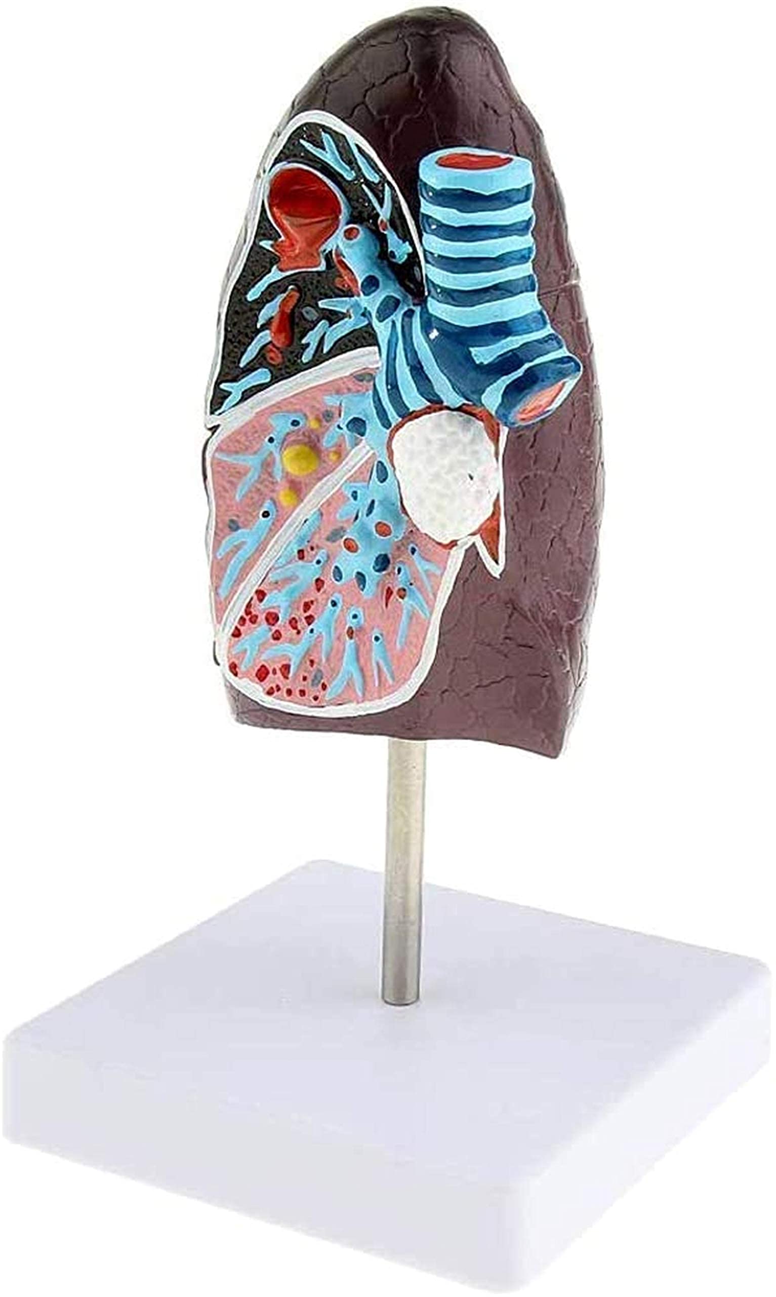 Buy QHYXT Educational Model Anatomical Model Of Human Lung 1: 1 ...