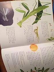 My Awesome Summer by P. Mantis (A Nature Diary): Meisel, Paul ...
