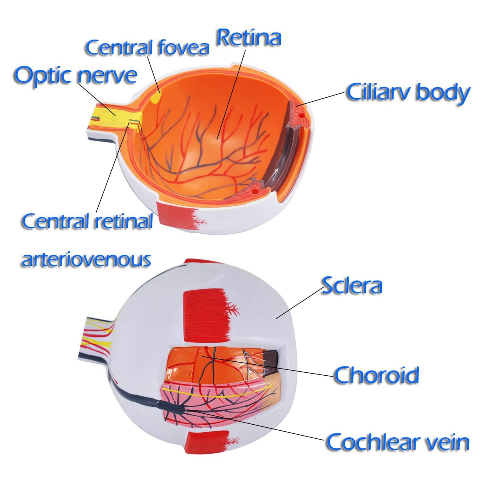 Central Fovea Labeled