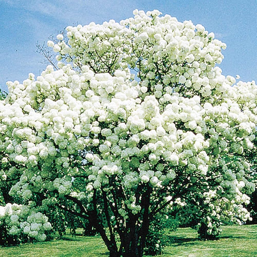 Amazon.com : Old Fashion Viburnum Plant Live for Planting, Snowball ...