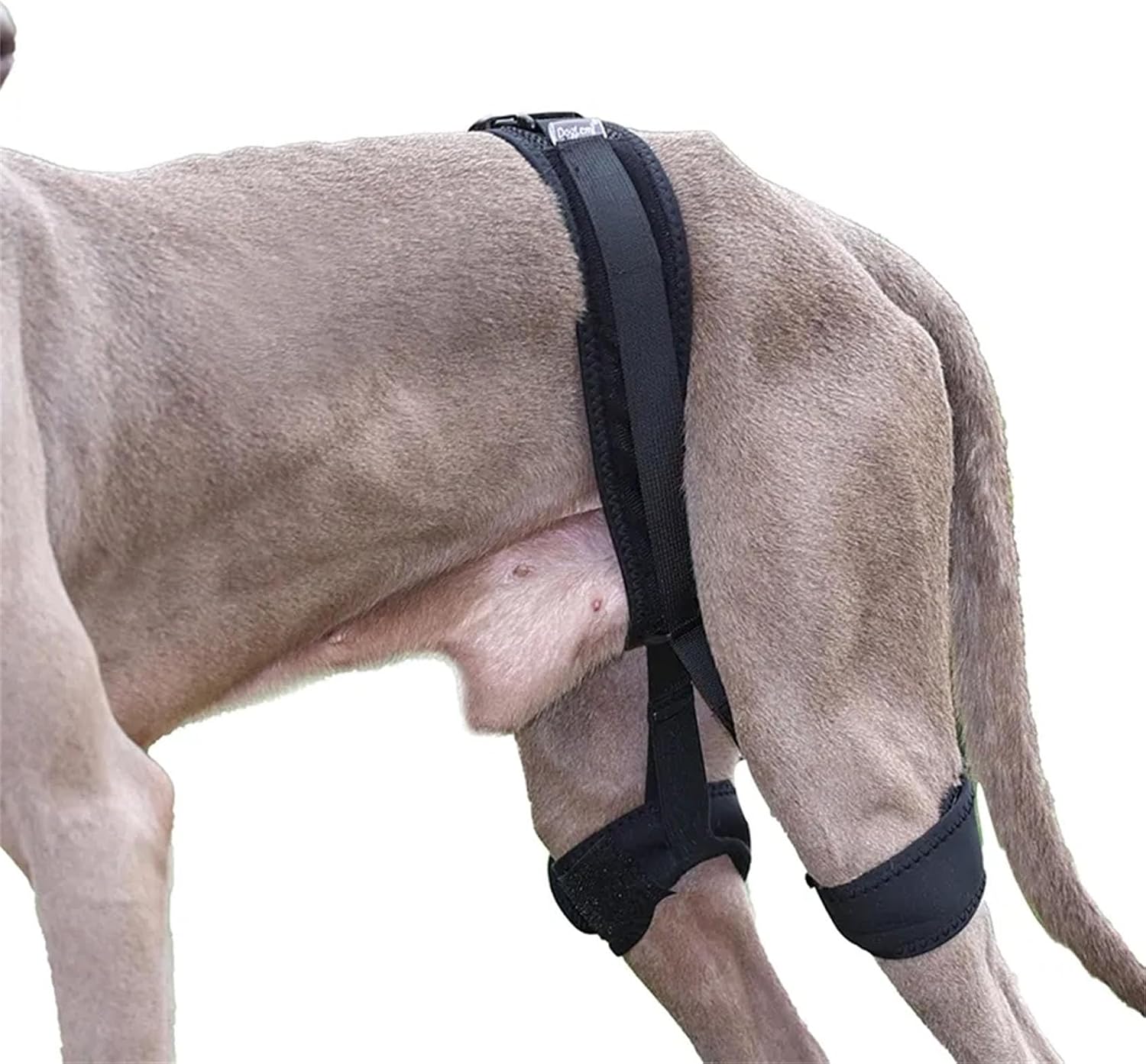 DaBoJinGo Comfortable wrap brace Helps Dogs Recover After Ligament Tear ...