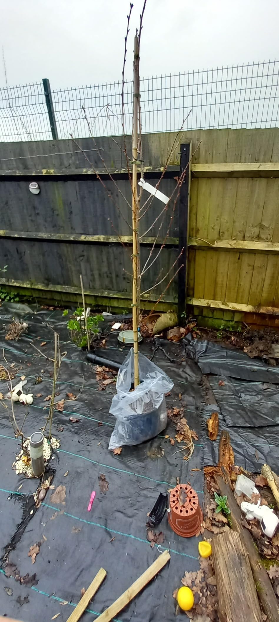 Prunus First Blush - Flowering Cherry Blossom Tree - Ornamental Trees ...