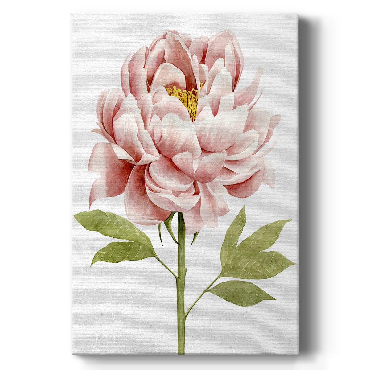 Peony Watercolor Abstract