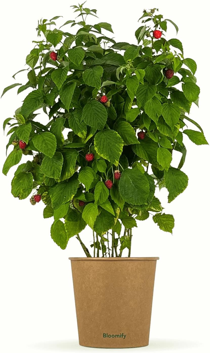 NEU: Bloomify® Bio Himbeerpflanze "Heidi" | 40 bis 60 cm großer ...