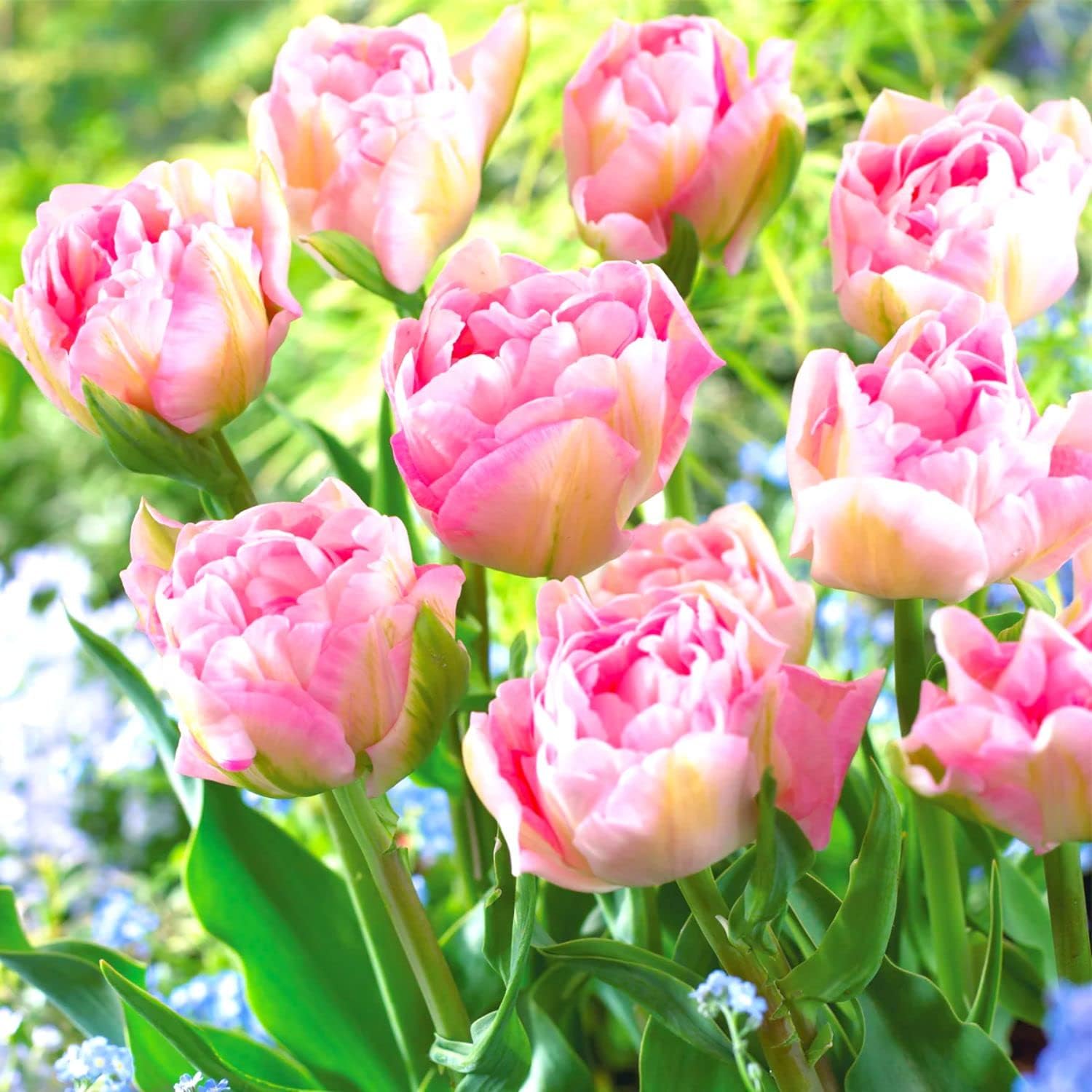Amazon.com : 15 Pink Double Peony Tulip Bulbs for Fall Planting ...