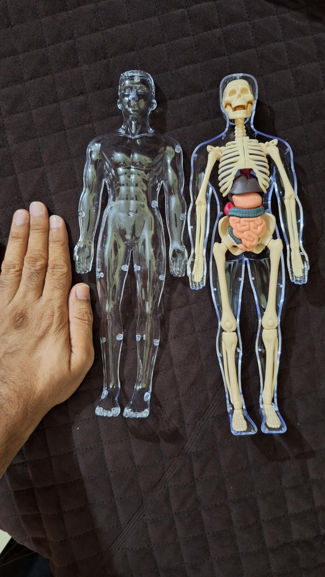 QUIKSPARQ Clear Human Body Structure Model for Kids | Human Body Model ...
