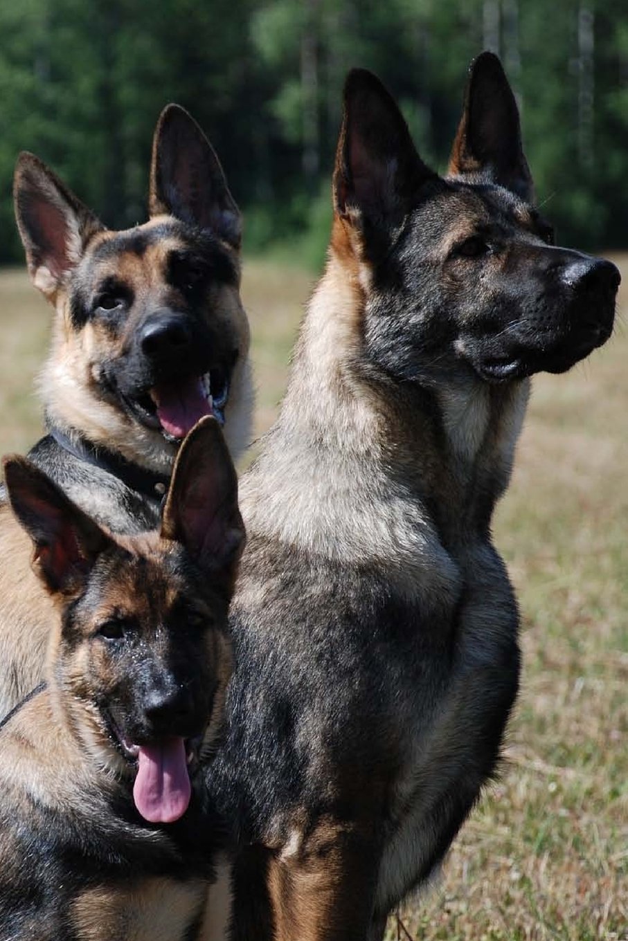 Are German Shepherd The Most Intelligent Dogs
