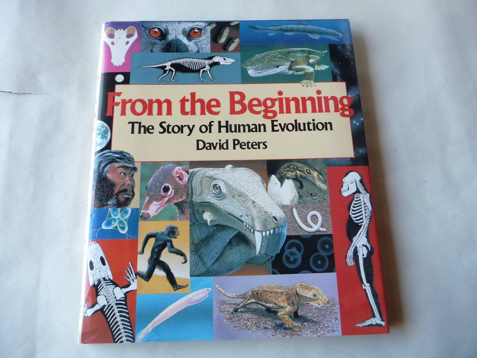 Human Evolution From The Beginning