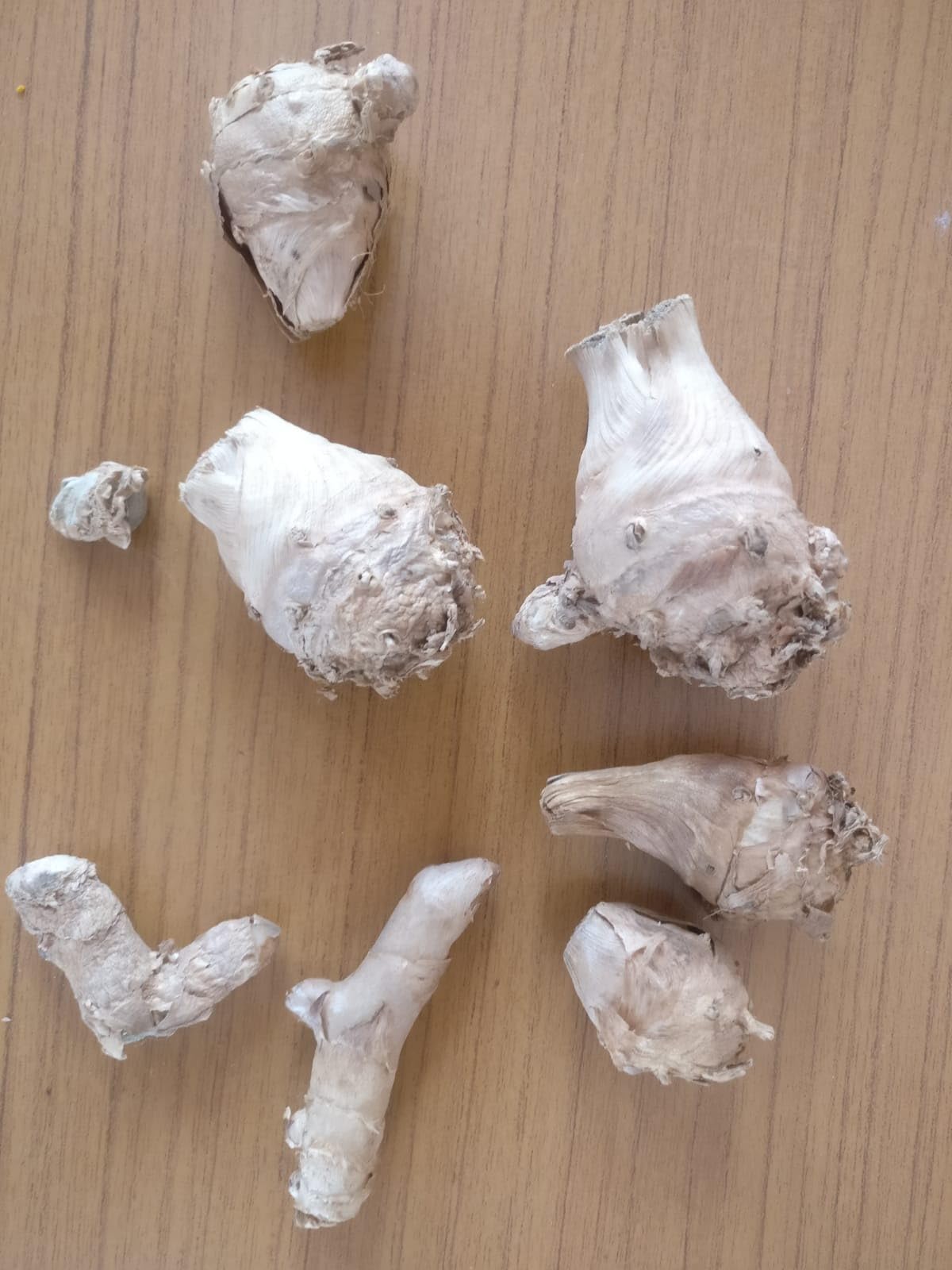 Vidagdha Black Turmeric | Kali haldi | Karumanjal | Seeds|Nalla Pasupu ...