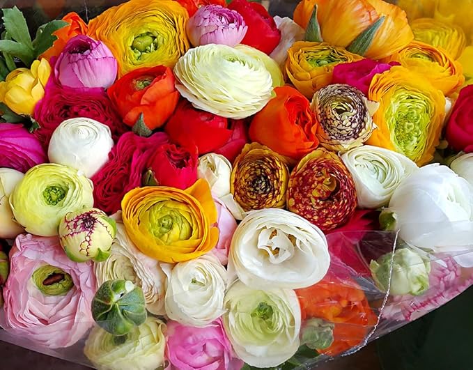 Amazon.com: French Peony Mixed Ranunculus - 12 Largest Size Corms ...