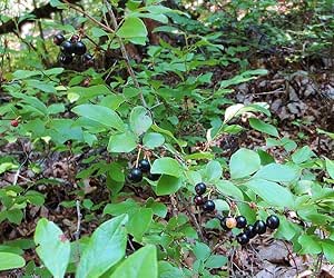 Amazon.com : 13 Live Wild Huckleberry Plants Berry Edible Fruit Sizes 6 ...