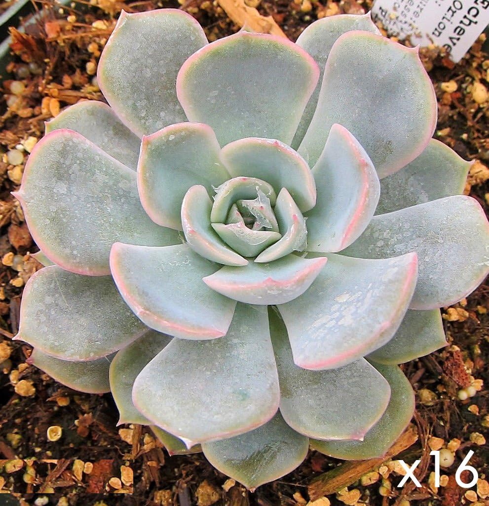 Amazon.com : 16 x Echeveria (Succulents) Orion Plants 10cm : Patio ...