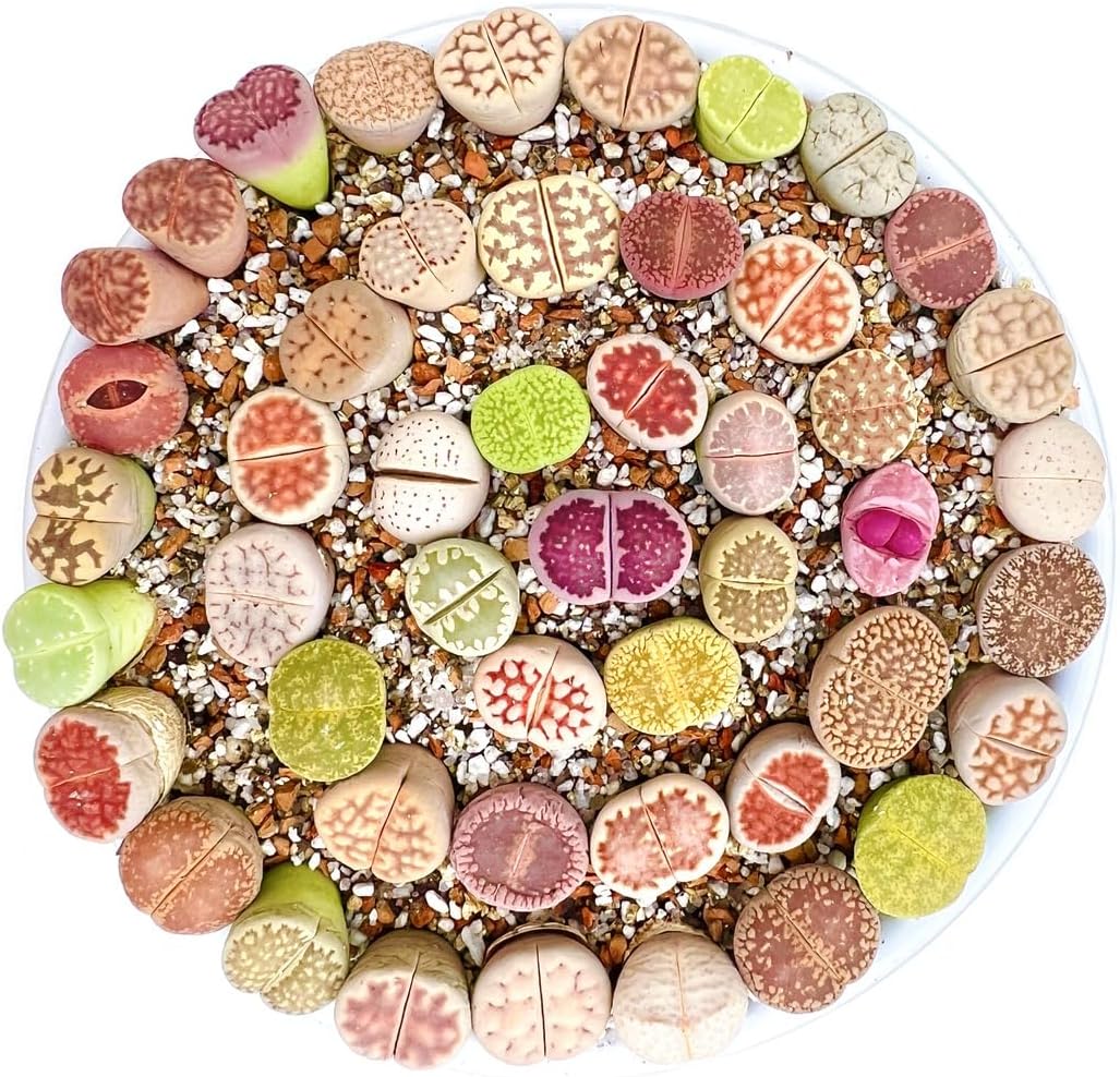 Amazon.com : Pack of 50 Live Small Exotic Lithops Plant One Year Old ...