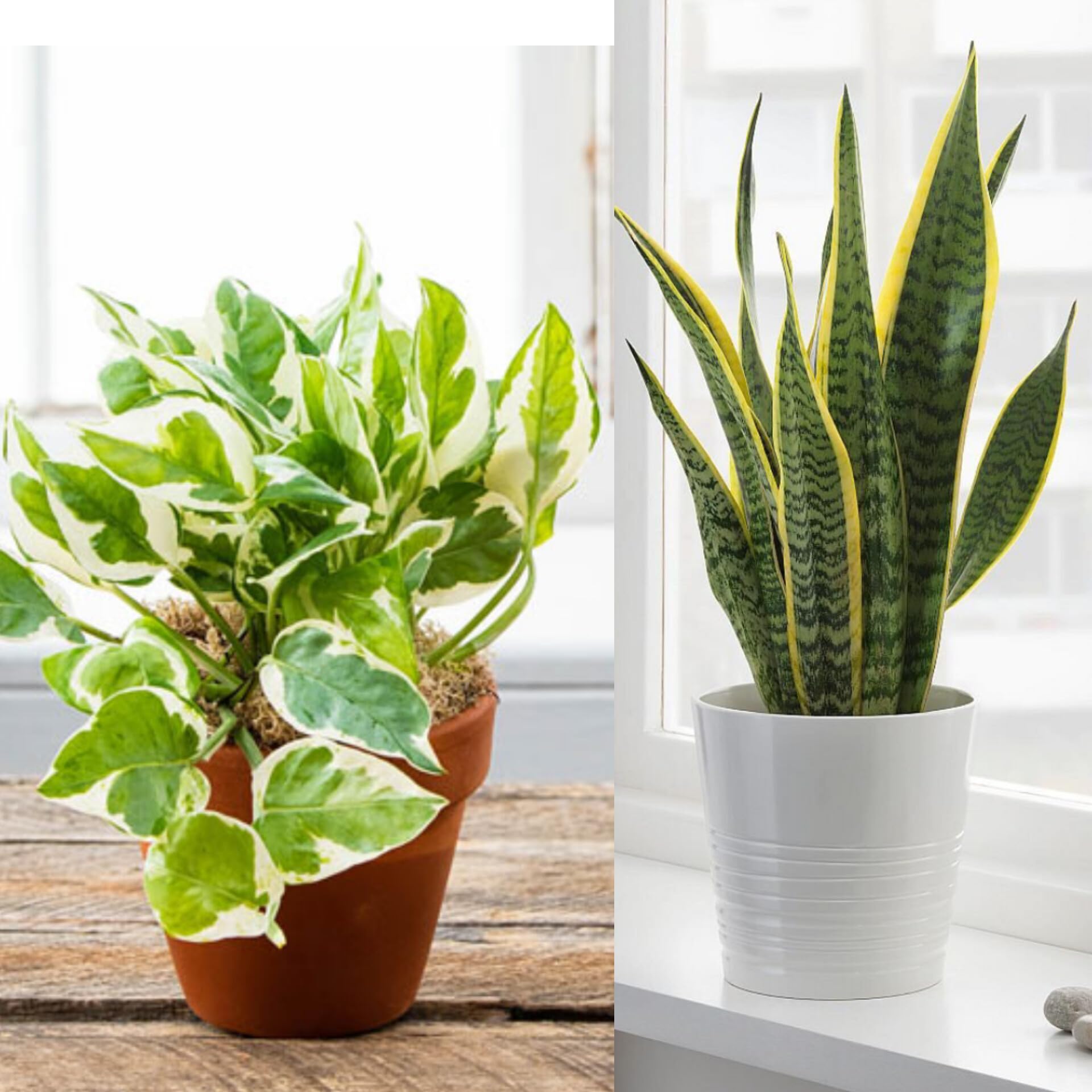 Common Office Plants Trees 30 Best Indoor Trees To Grow In Your Home